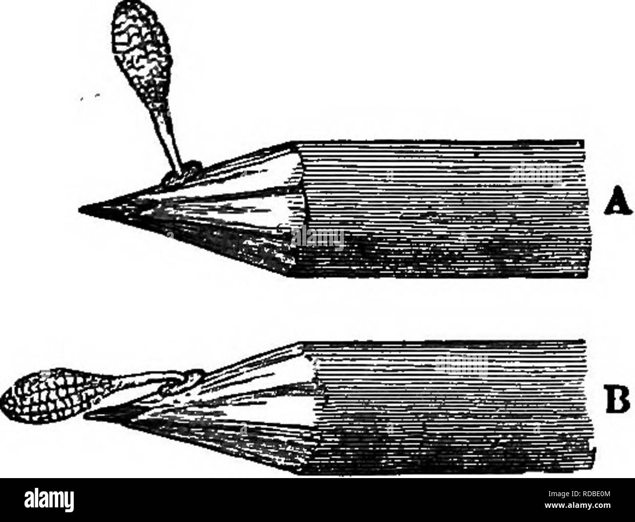 Intruding insects hi-res stock photography and images - Alamy