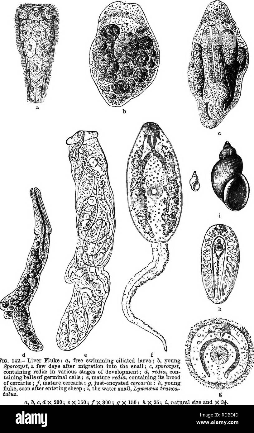 Cercaria Black and White Stock Photos & Images - Alamy