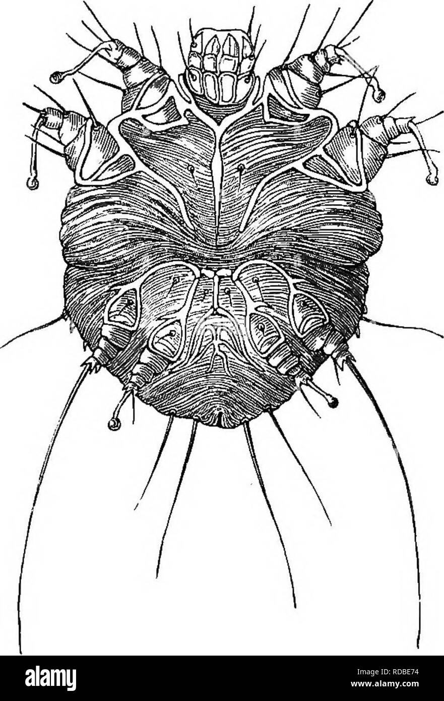 . Agricultural zoology. Zoology. MITES. 197 2. Blood-sucking mange ...