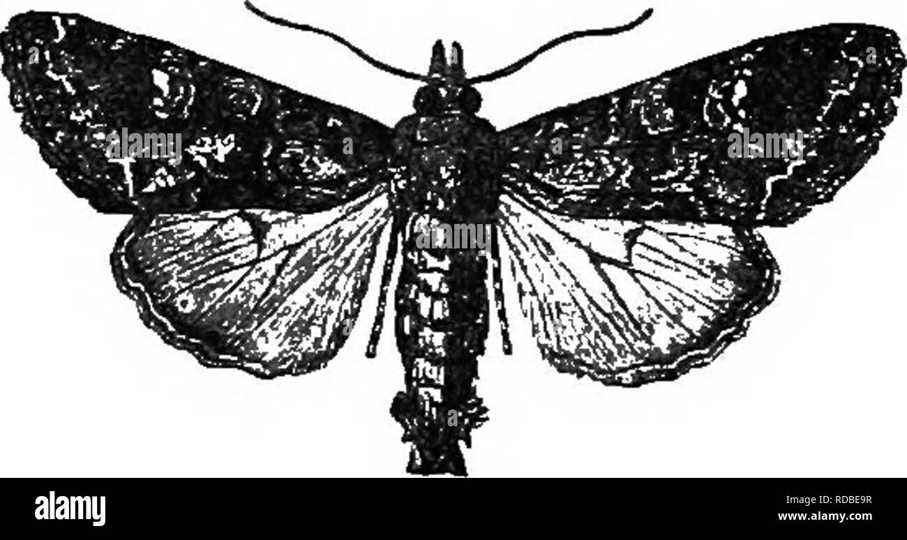 Transverse moth Black and White Stock Photos & Images - Alamy