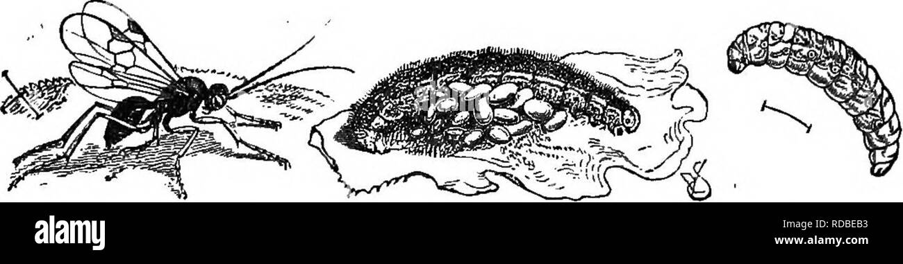 Host many insects hi-res stock photography and images - Alamy