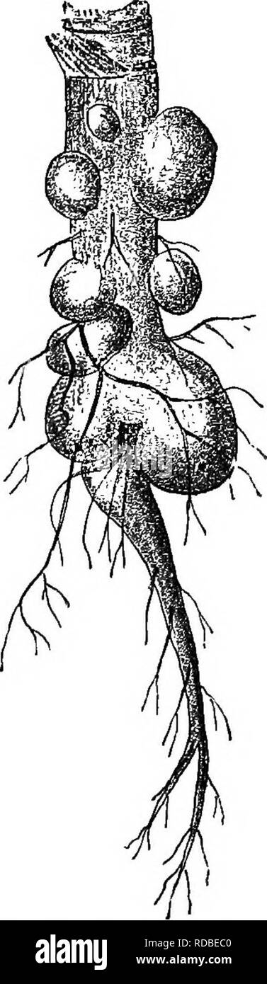 Pitted beetle Black and White Stock Photos & Images - Alamy