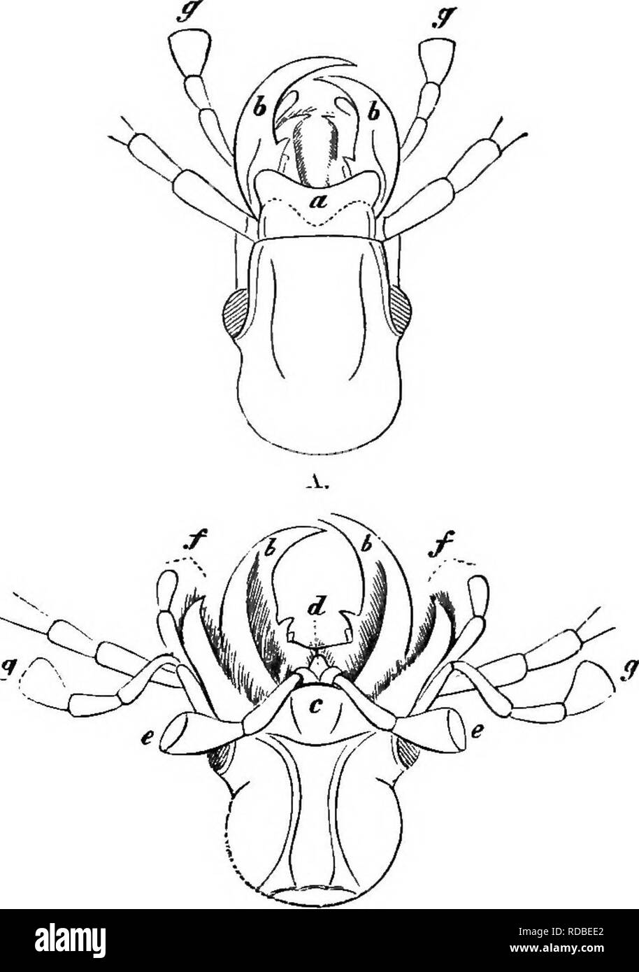 . Agricultural zoology. Zoology. INSECTS. 87. u. Fig. 58.—Haid and ...