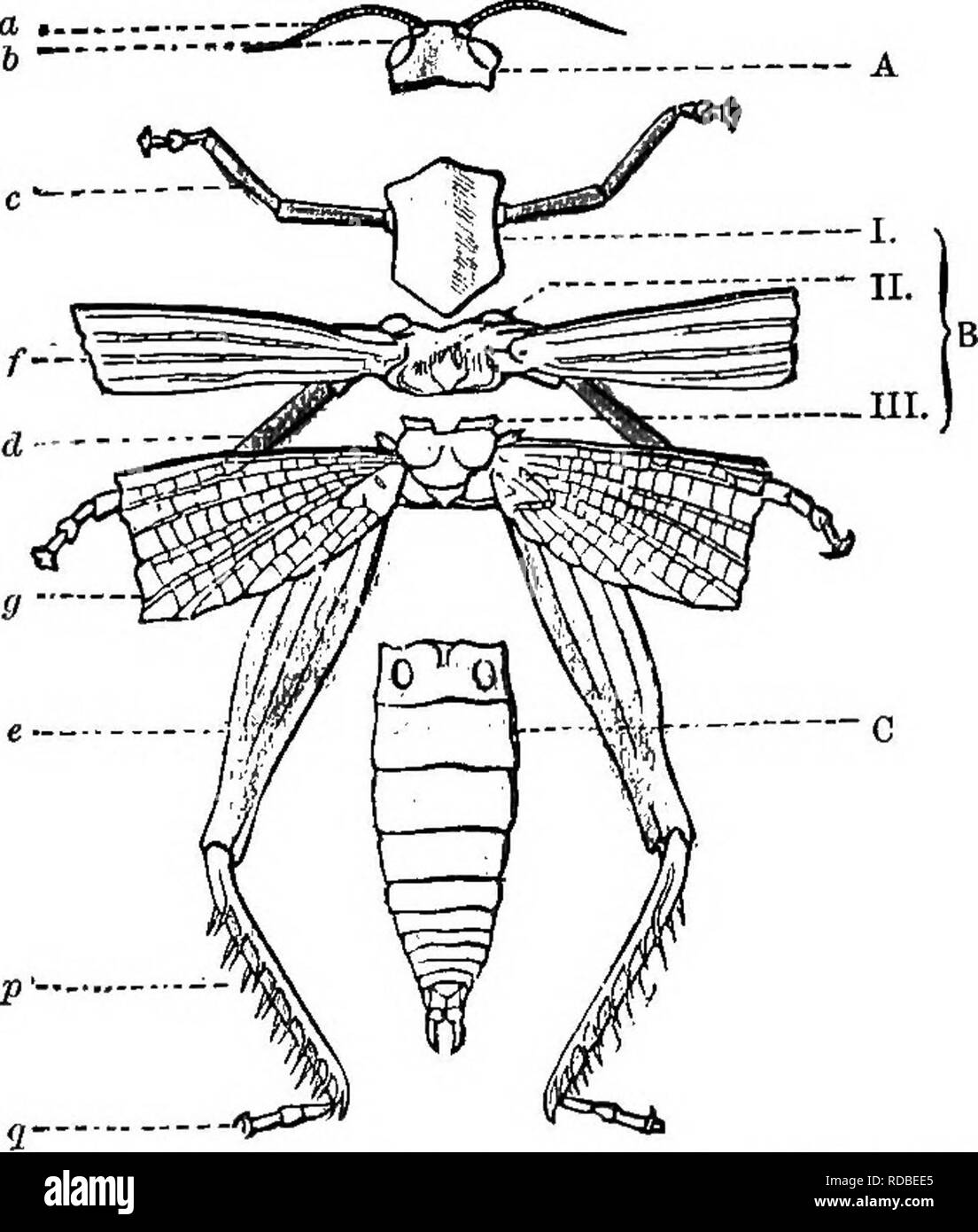 . Agricultural zoology. Zoology. INSECTS. 85 which in this way obtain ...