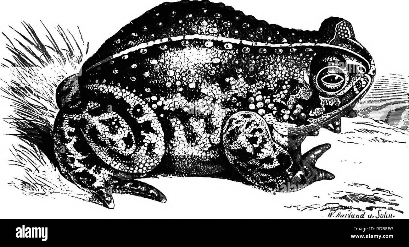 Natterjack toads Black and White Stock Photos & Images - Alamy