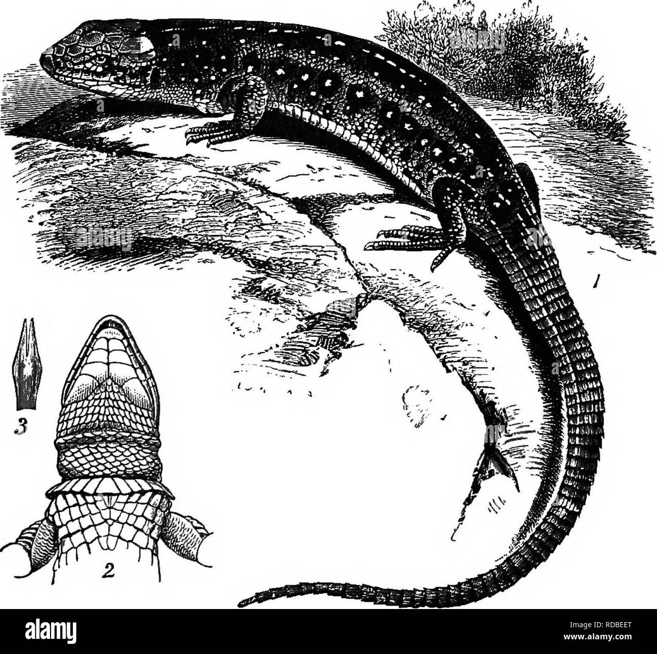 . Agricultural zoology. Zoology. REPTILES. 75 the heat of the sun or to ...