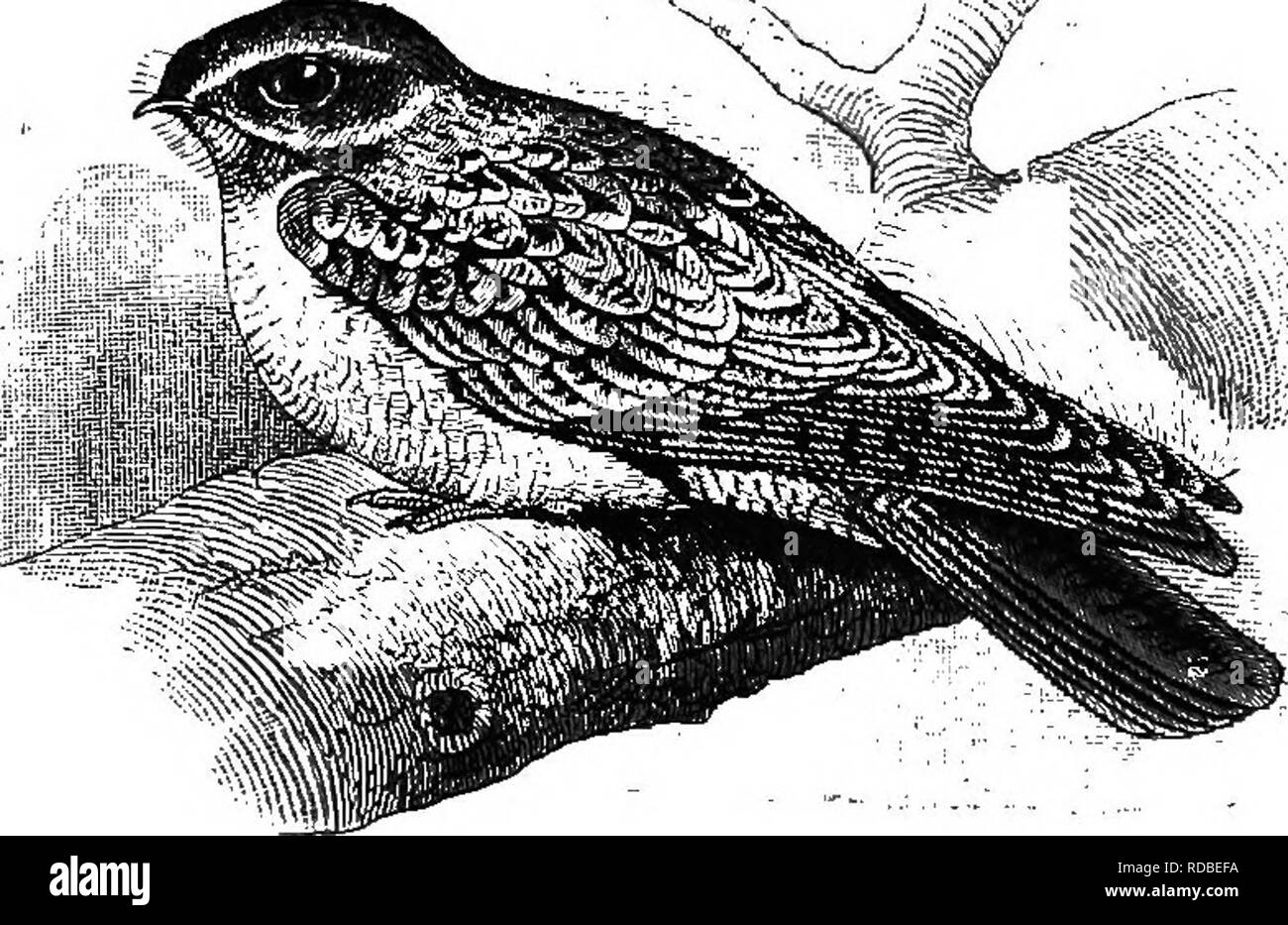 Strong curved claws Black and White Stock Photos & Images - Alamy