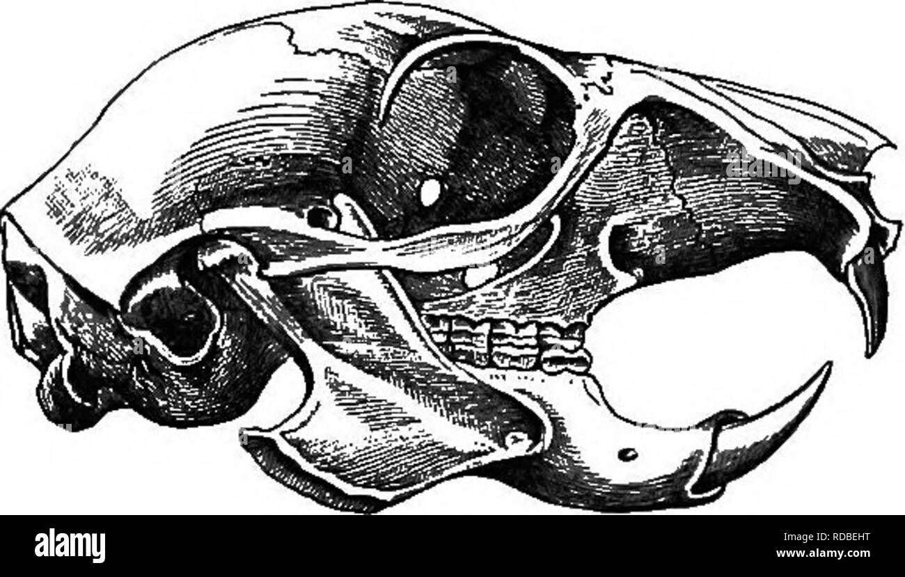 . Agricultural zoology. Zoology. MAMMALS. 35 delicate sense of touch ...