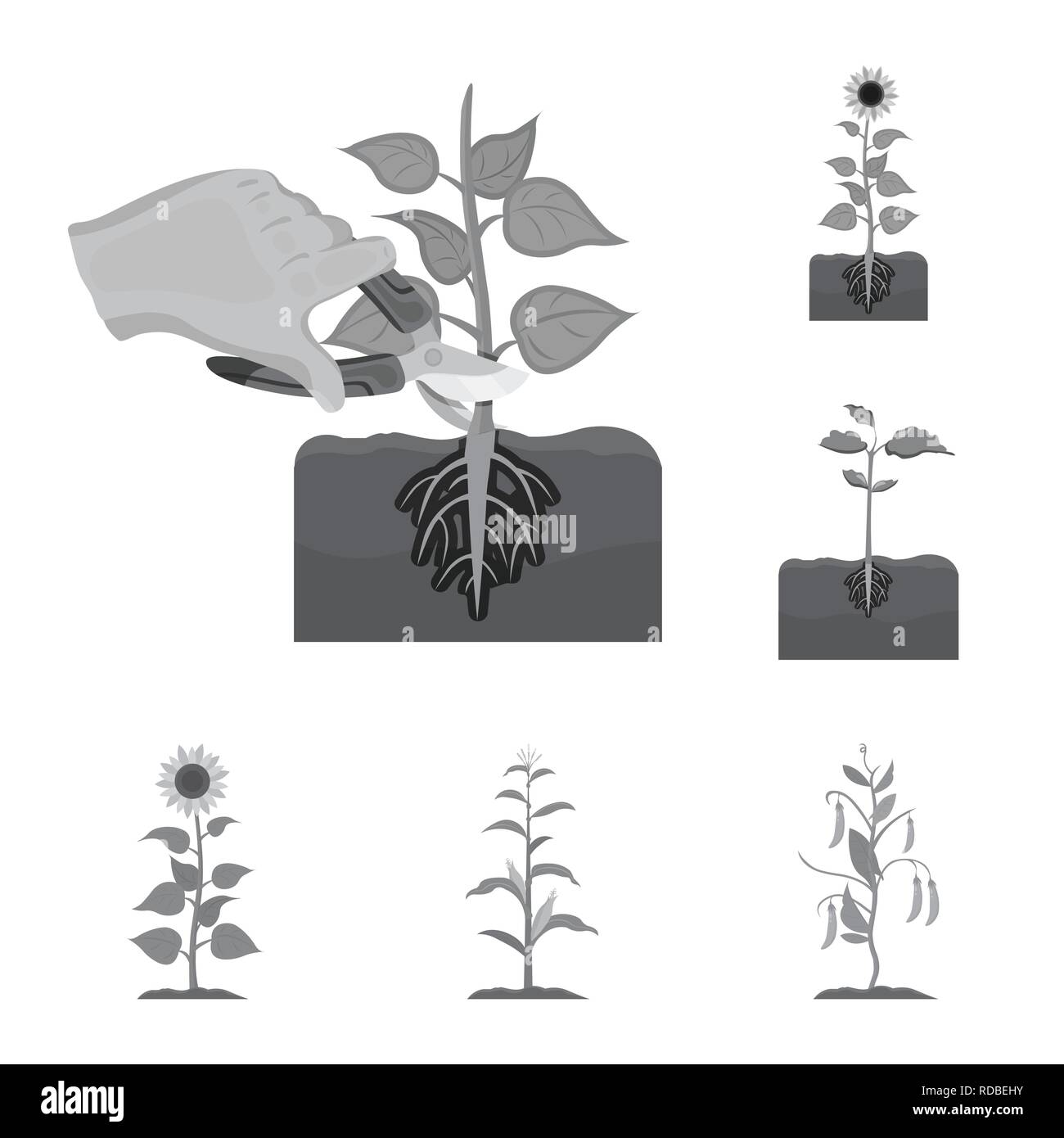 Isolated object of plant and bean logo. Set of plant and process stock ...