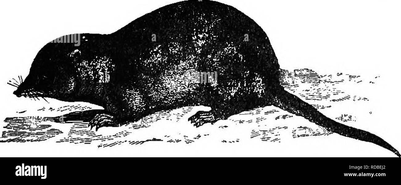 Musk shrew hi-res stock photography and images - Alamy