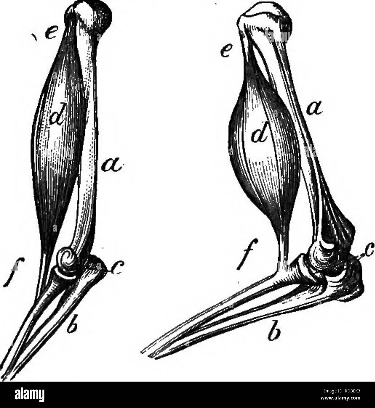 Muscle peacock Black and White Stock Photos & Images - Alamy
