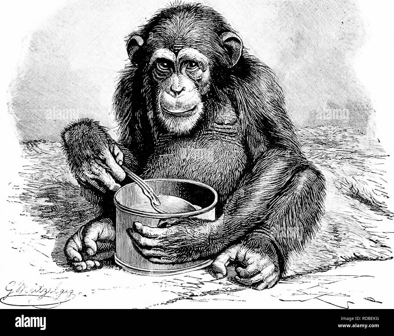 Chimpanzee examining hi-res stock photography and images - Alamy