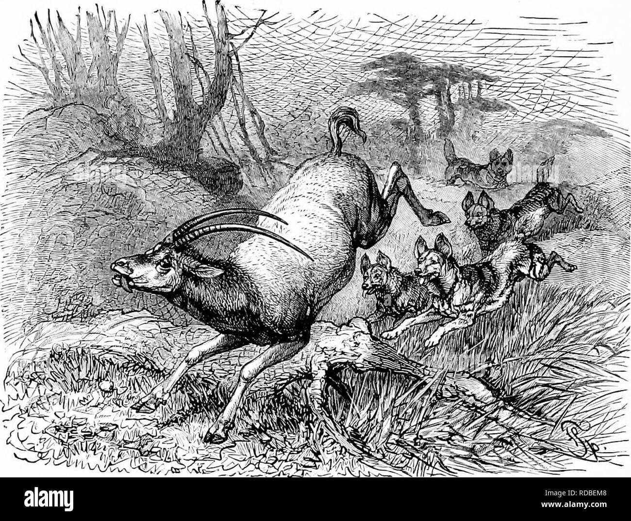 Assertive dog hi-res stock photography and images - Alamy