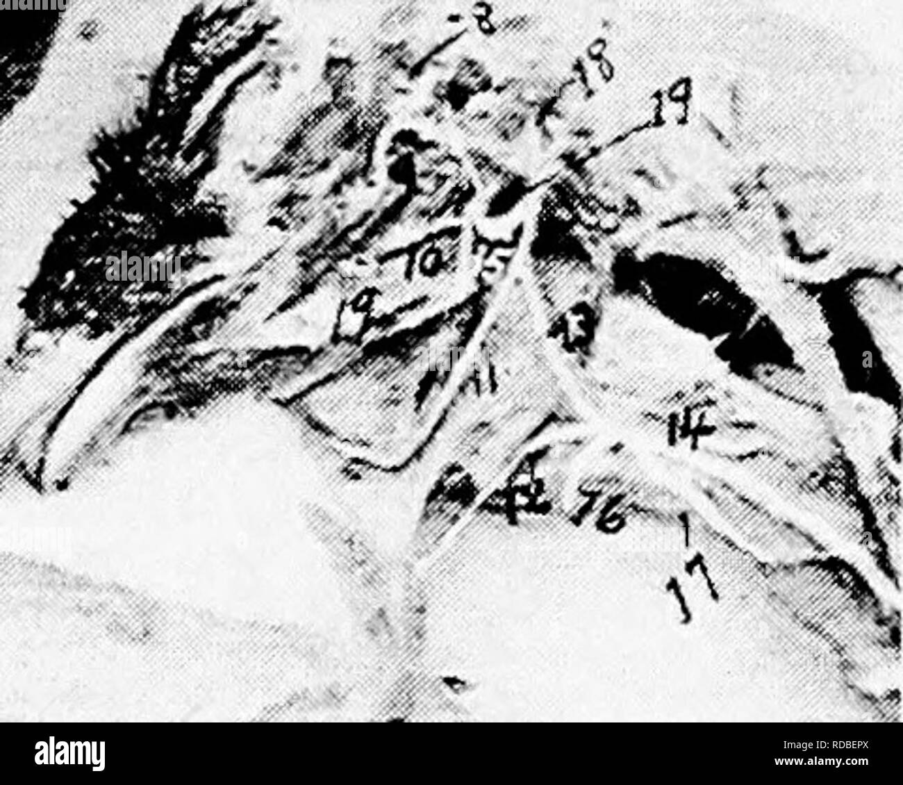 . The anatomy of the domestic fowl . Domestic animals; Veterinary ...