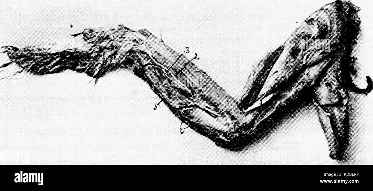 . The anatomy of the domestic fowl . Domestic animals; Veterinary ...