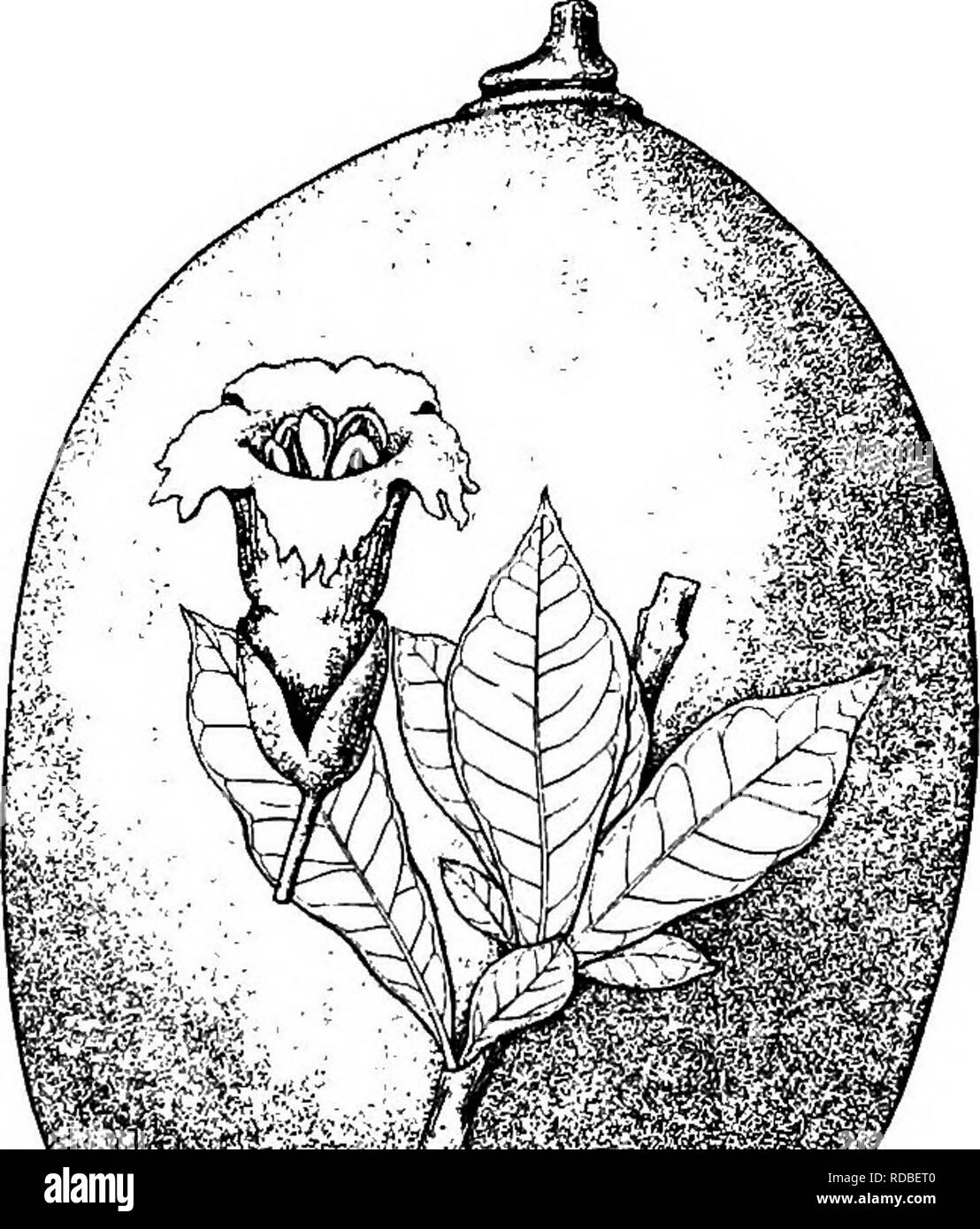 Calabash tree fruit Black and White Stock Photos & Images - Alamy