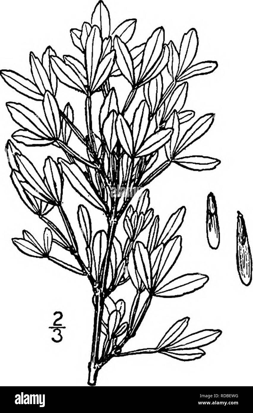 . North American trees : being descriptions and illustrations of the ...