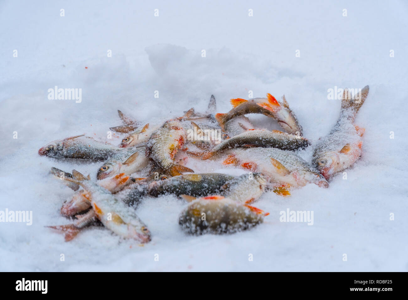 Shoal perch fish in lake hi-res stock photography and images - Alamy