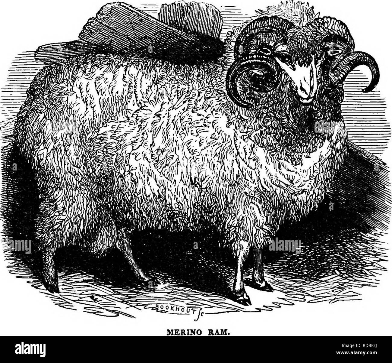 . The American shepherd : being a history of the sheep, with their ...
