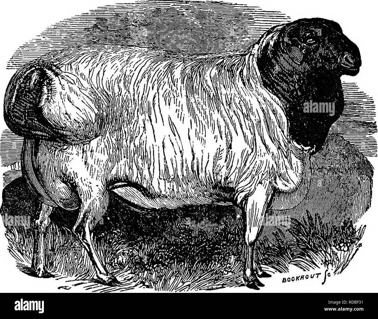 . The American shepherd : being a history of the sheep, with their ...