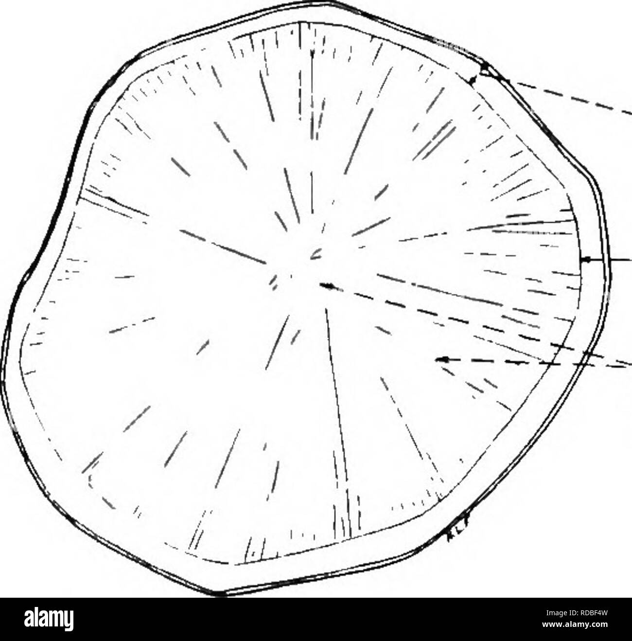 Turnip cross section Black and White Stock Photos & Images - Alamy