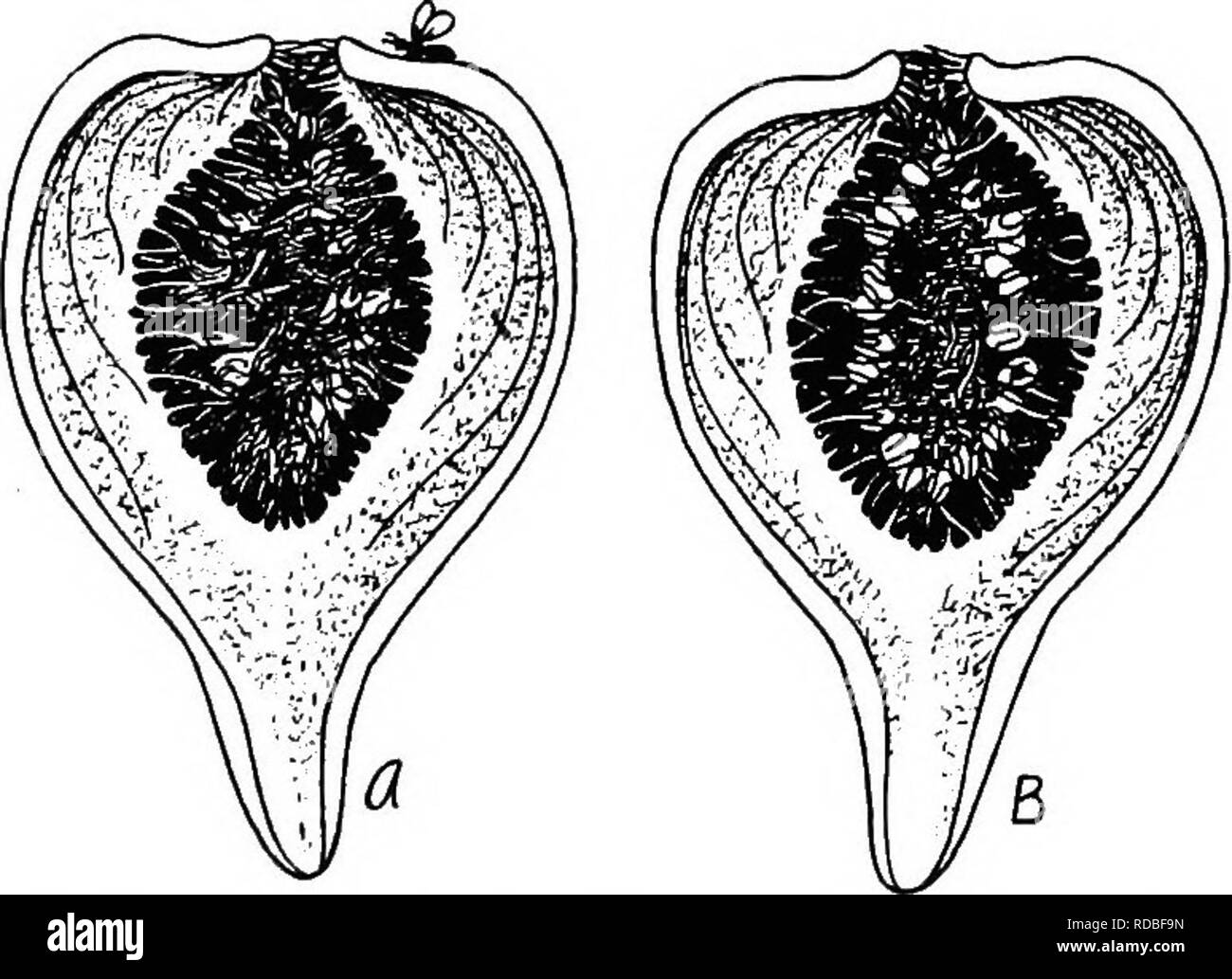 Woody main Cut Out Stock Images & Pictures - Alamy