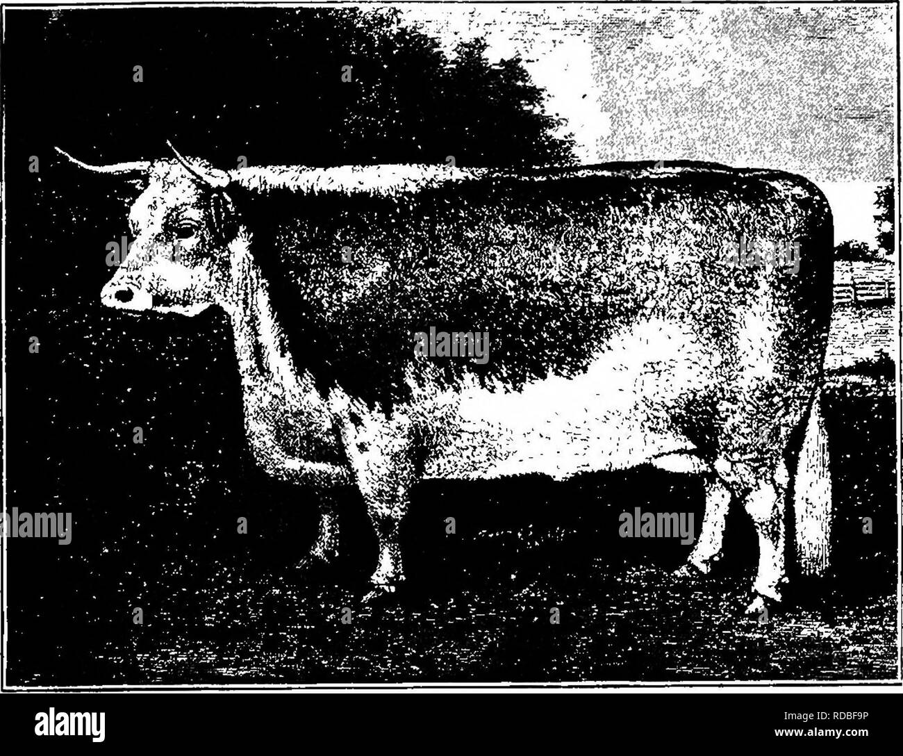 Champion steer drawing Black and White Stock Photos & Images - Alamy