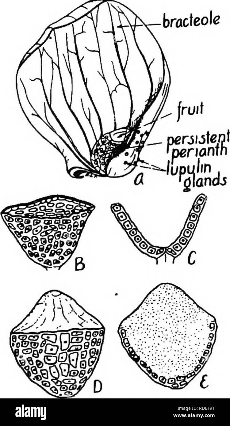 Lupulin glands hi-res stock photography and images - Alamy
