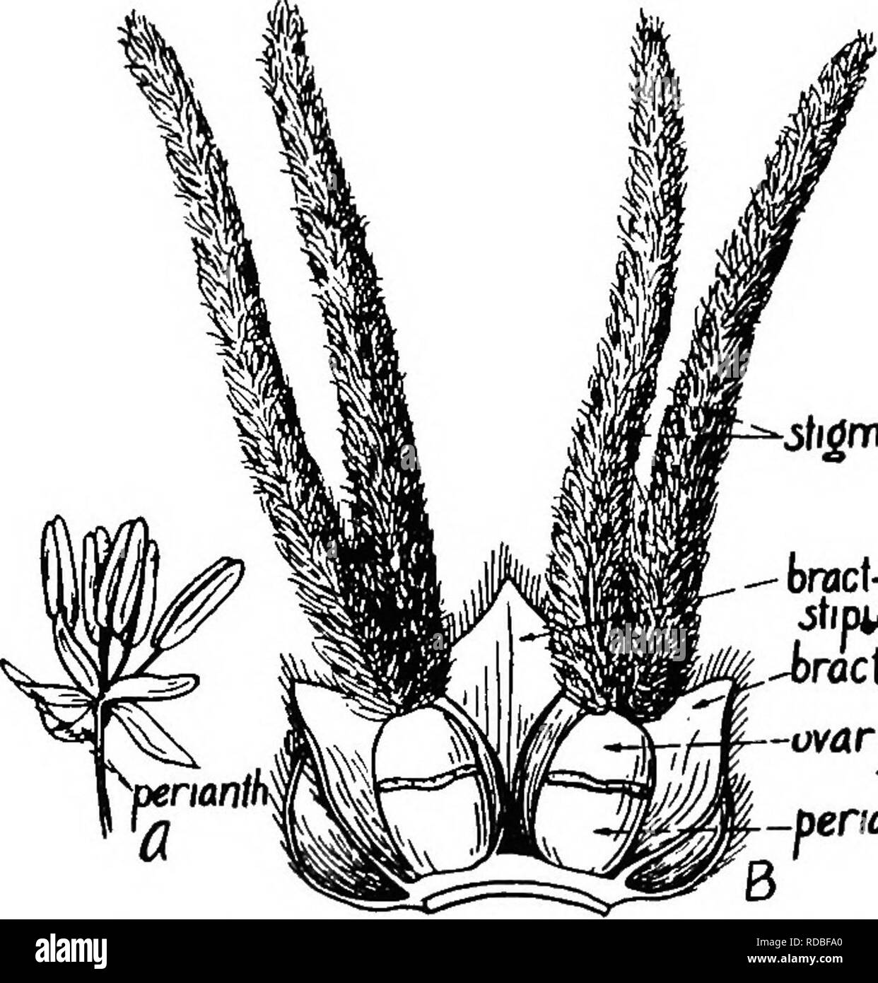 Small bracteole hi-res stock photography and images - Alamy