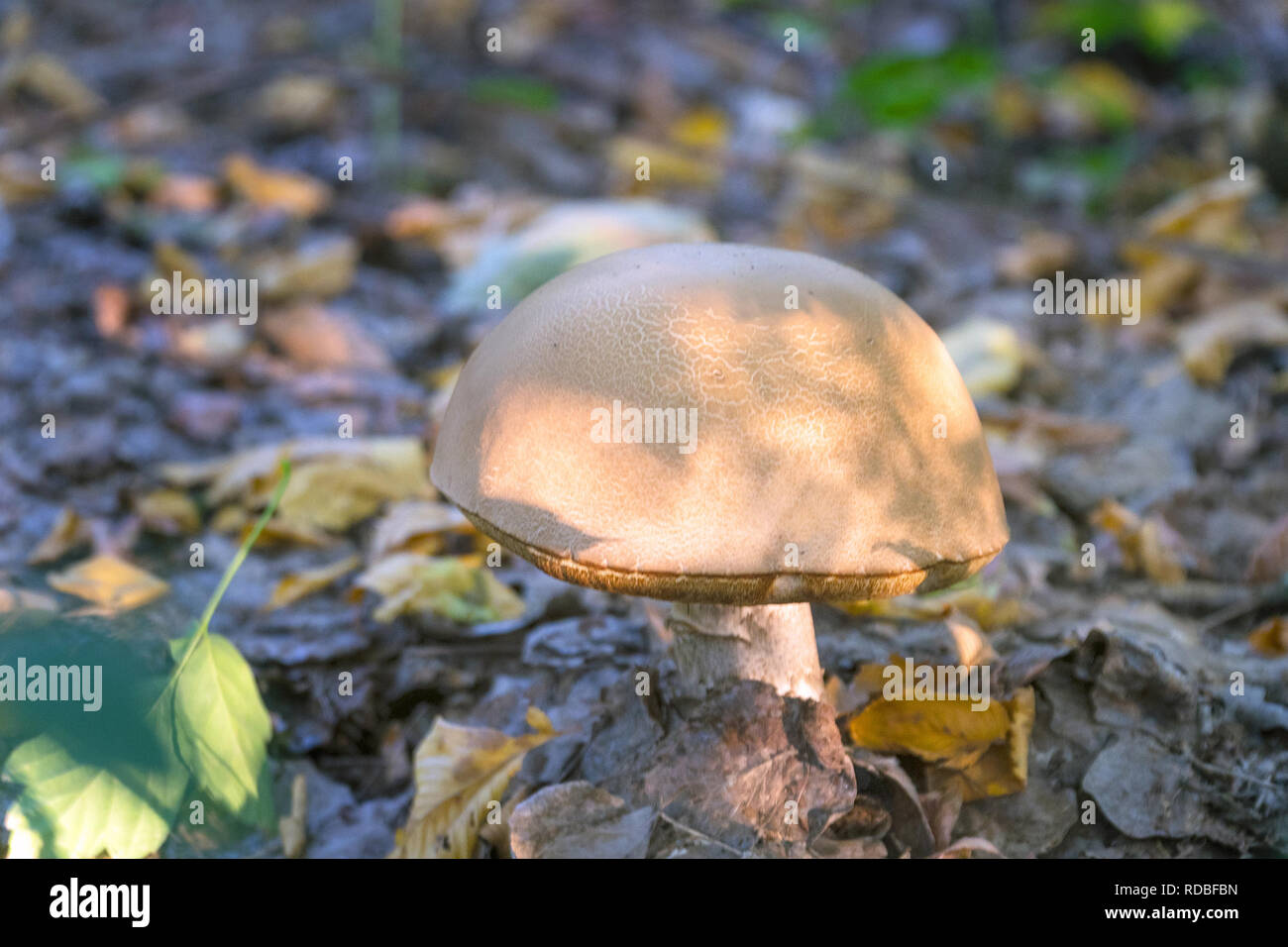 Mushroom boletus in the forest Stock Photo - Alamy