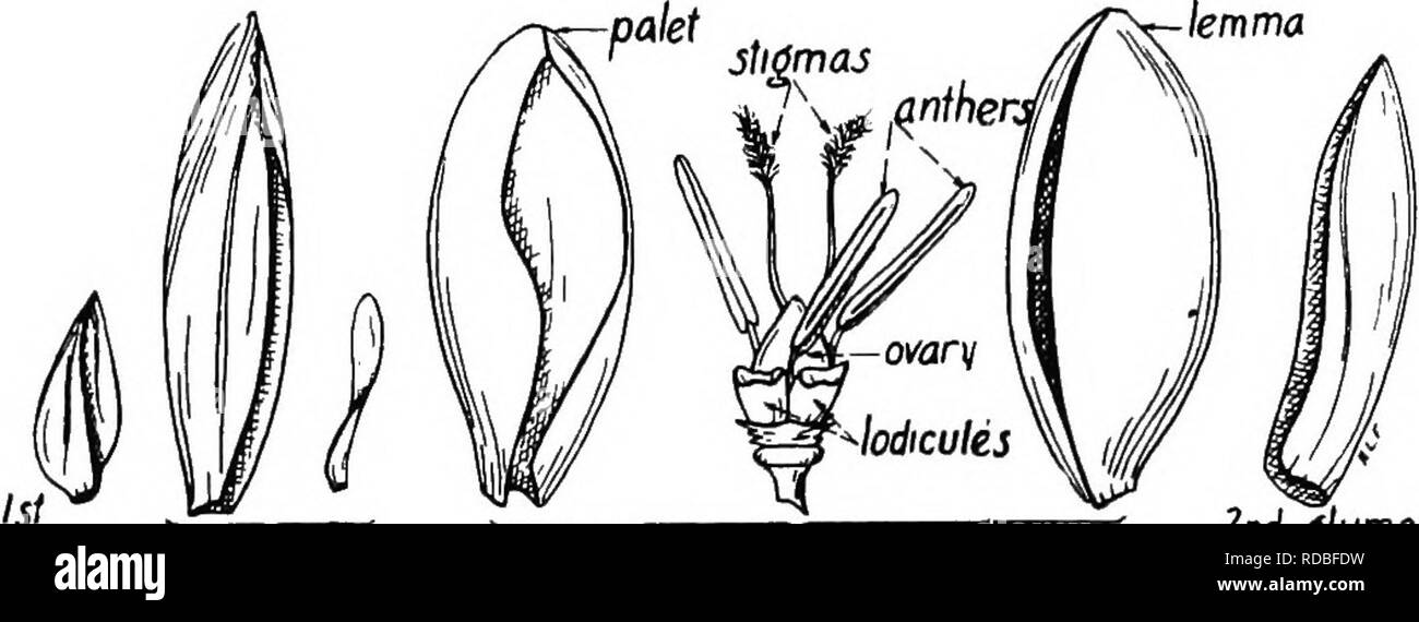 Sterile spikelet hi-res stock photography and images - Alamy