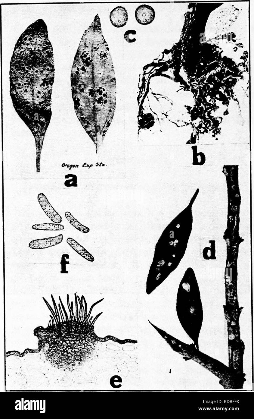 Acervulus hi-res stock photography and images - Alamy