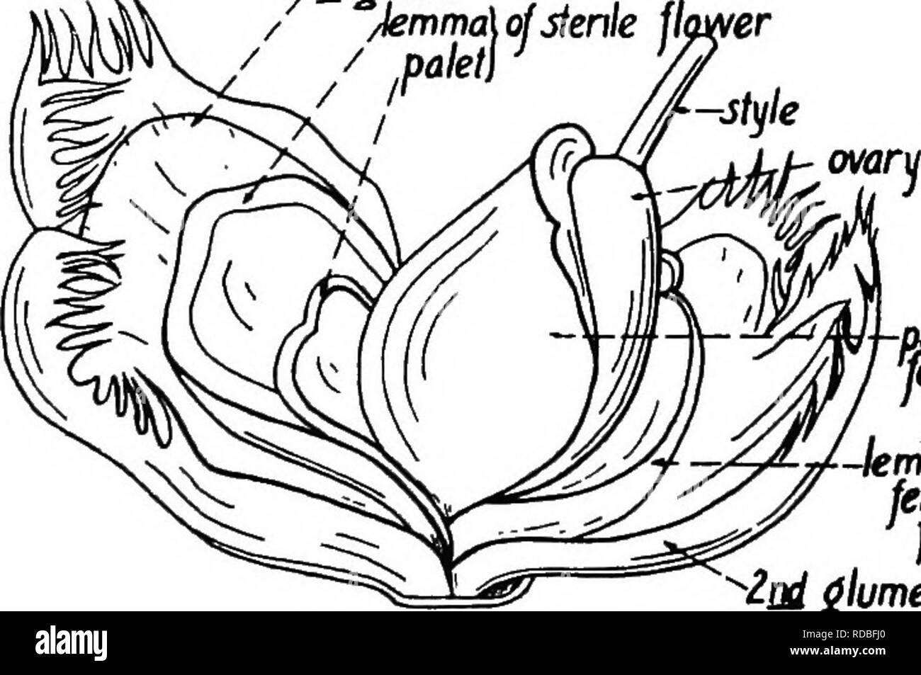 Teosinte plant and maize hi-res stock photography and images - Alamy