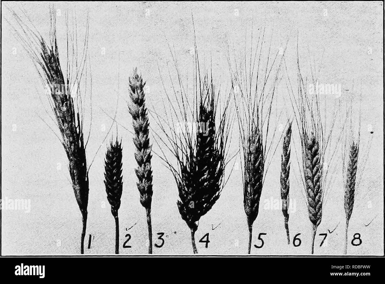 Triticum monococcum wheat Black and White Stock Photos & Images - Alamy