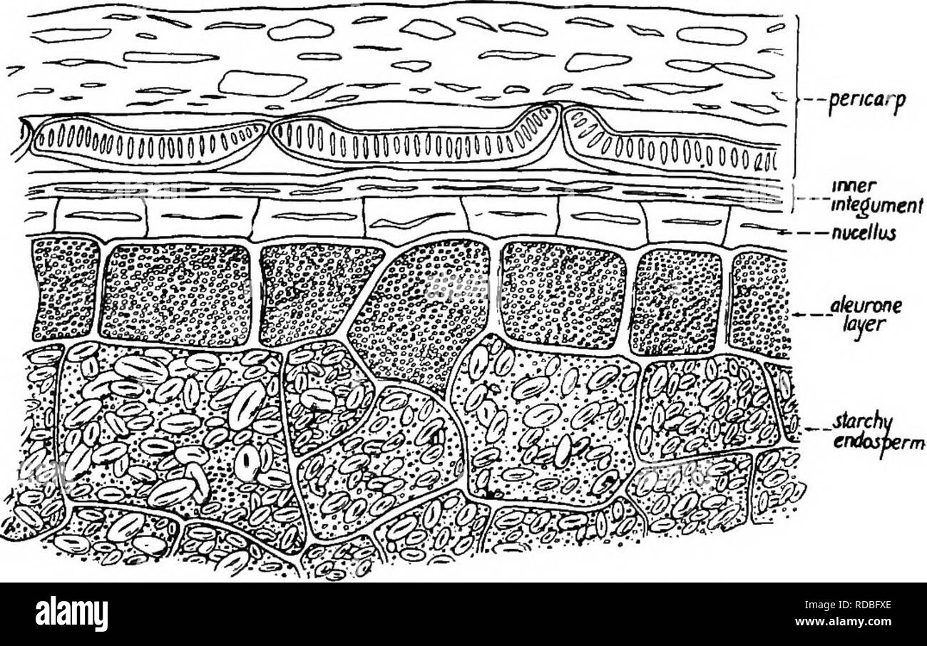 . The botany of crop plants : a text and reference book. Botany ...