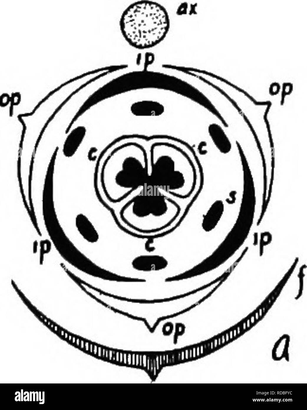 . The botany of crop plants : a text and reference book. Botany ...
