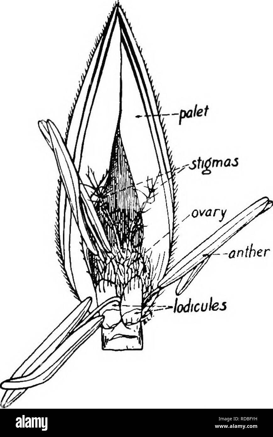 . The botany of crop plants : a text and reference book. Botany ...