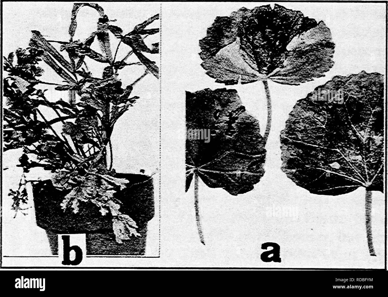 Leaves with blight Black and White Stock Photos & Images - Alamy