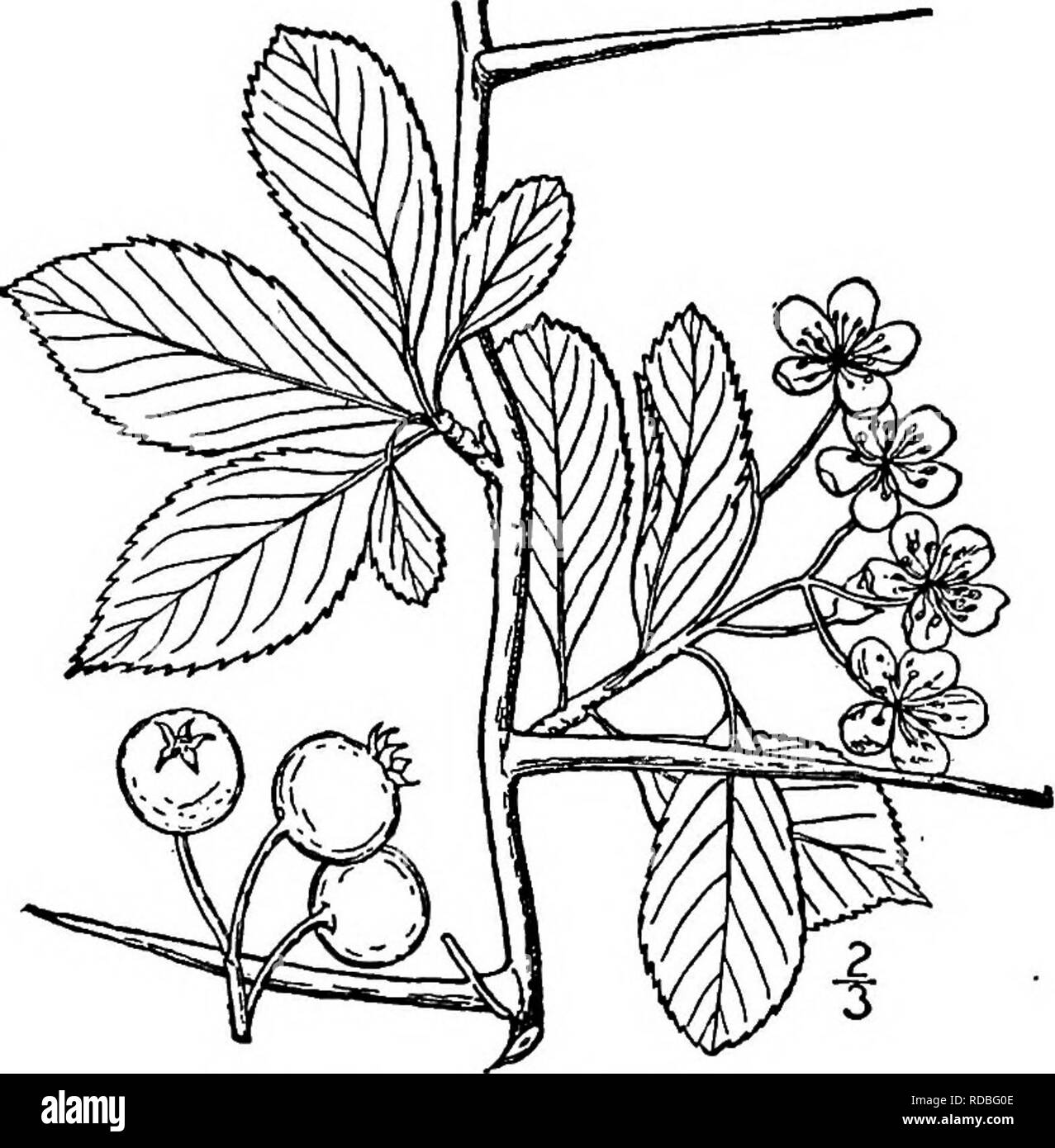 . North American trees : being descriptions and illustrations of the ...