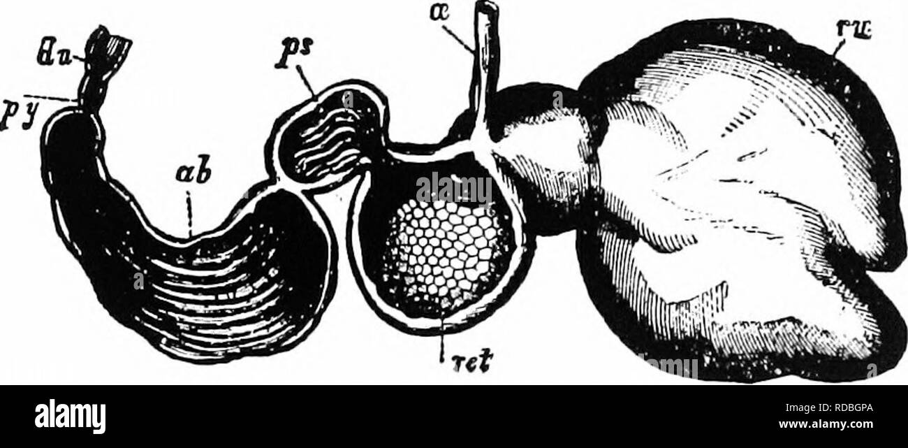 Stomach cut open Black and White Stock Photos & Images - Alamy