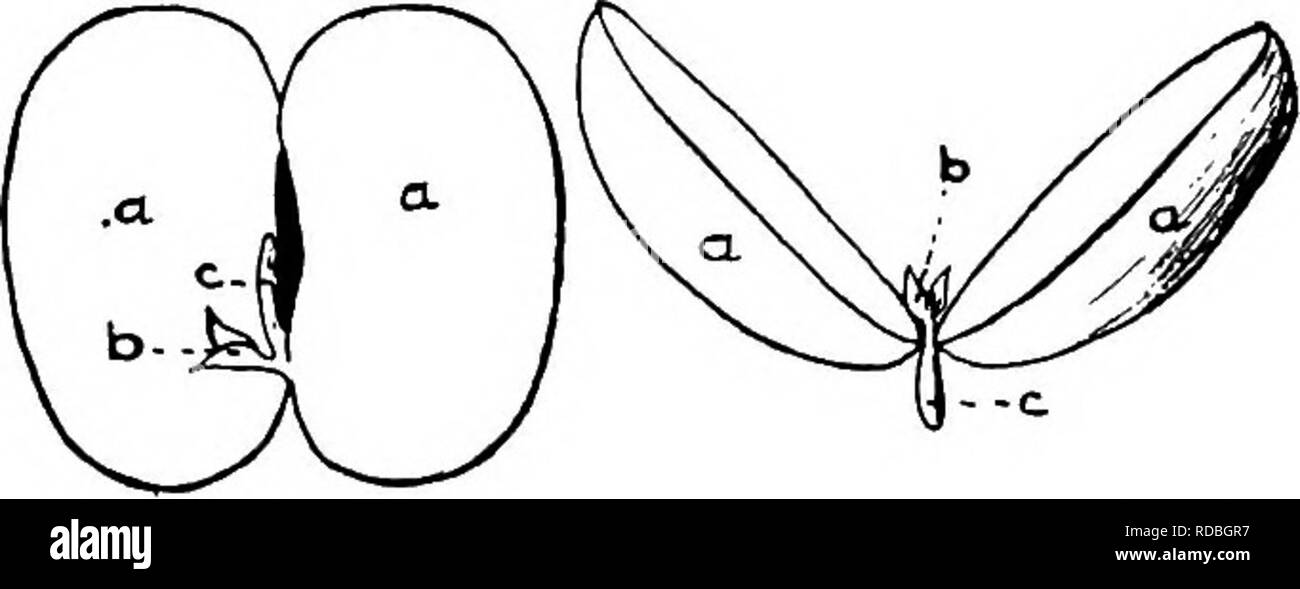 Rice plant parts hi-res stock photography and images - Alamy