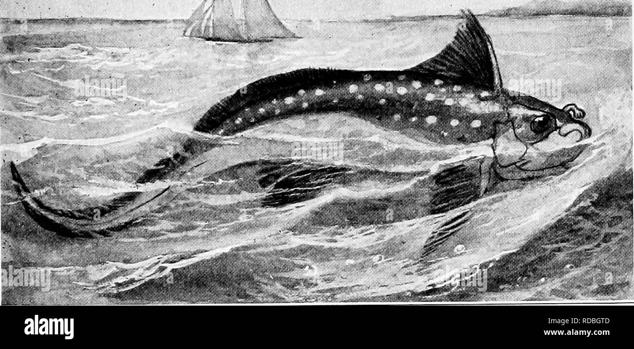 Cutlass Fish High Resolution Stock Photography and Images - Alamy