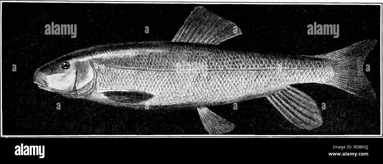 . The American natural history; a foundation of useful knowledge of the ...