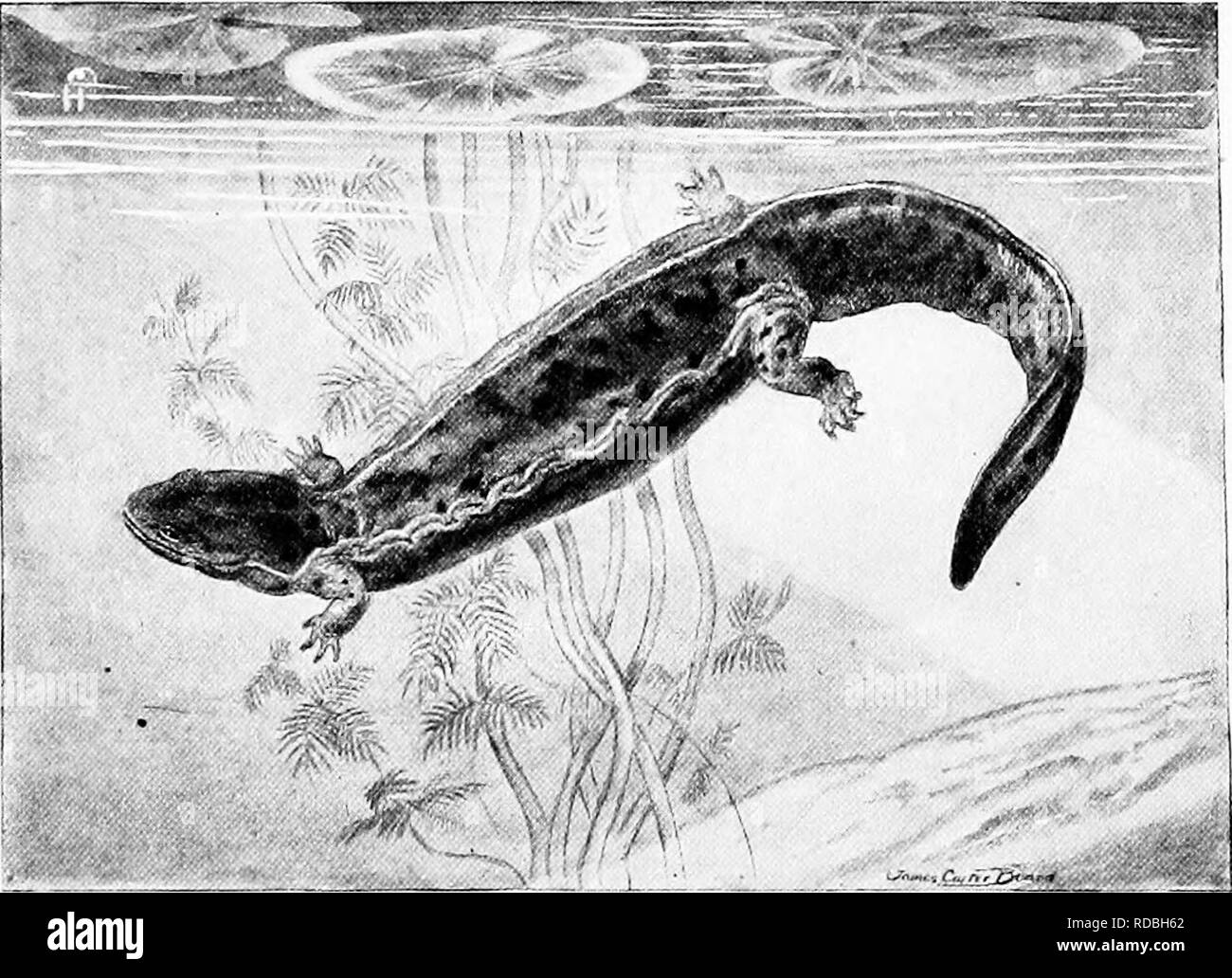 Salamanders hellbender hi-res stock photography and images - Alamy