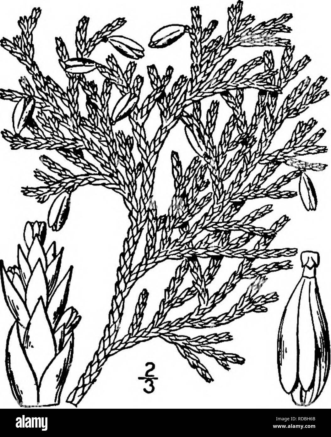 Fluted trunk Cut Out Stock Images & Pictures - Alamy