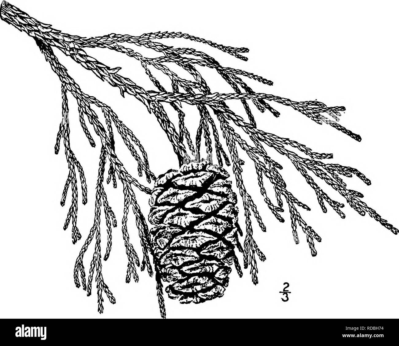 . North American trees : being descriptions and illustrations of the ...