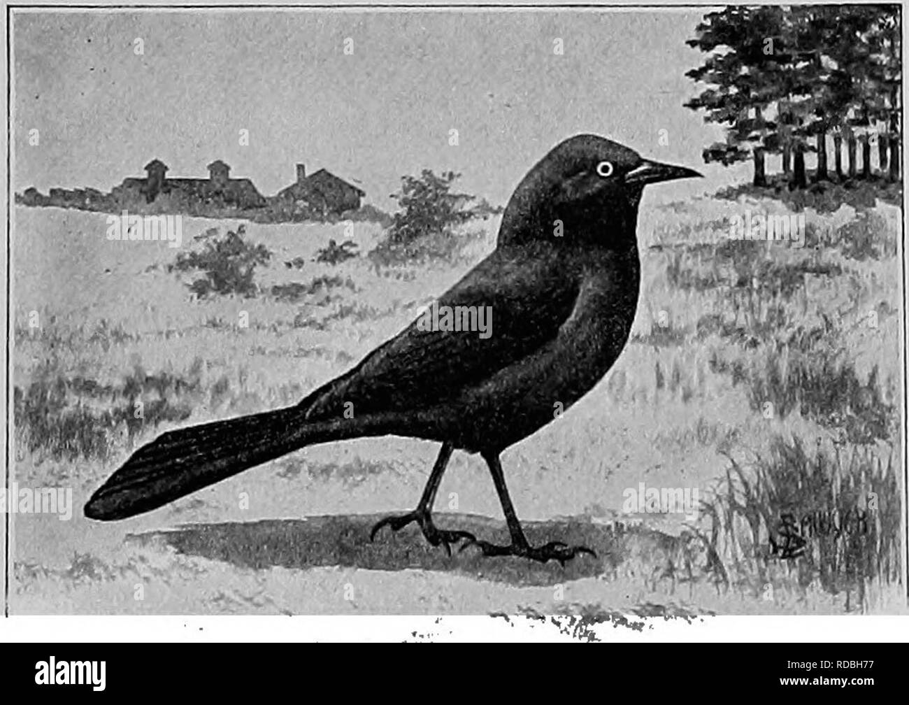 Ornithological fauna Black and White Stock Photos & Images - Alamy