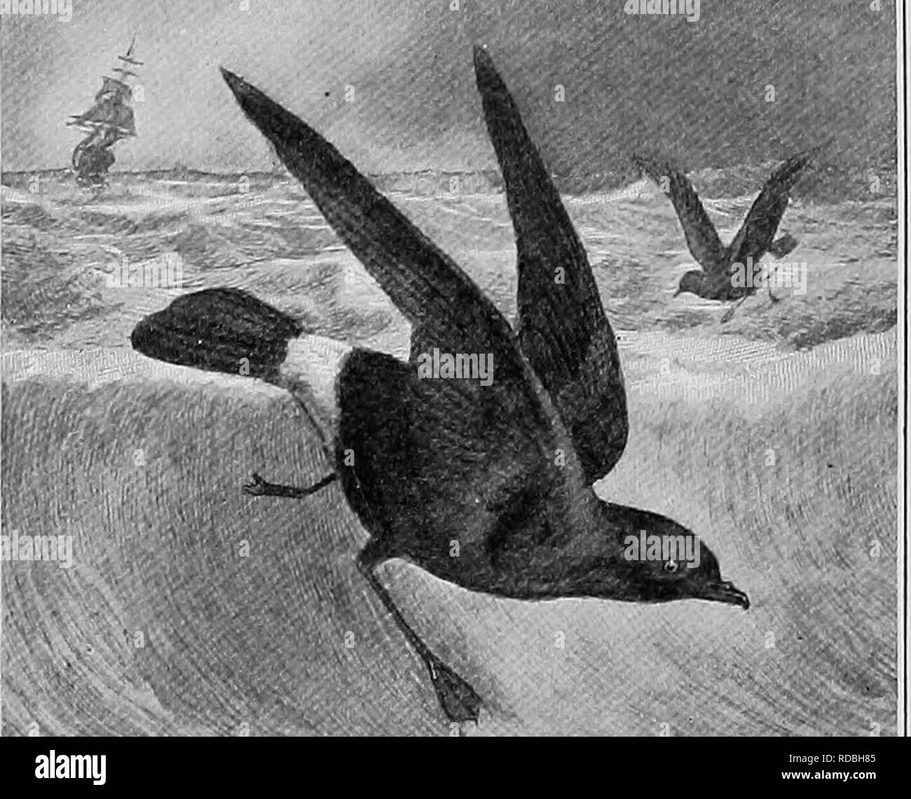 Smallest creature even hi-res stock photography and images - Alamy