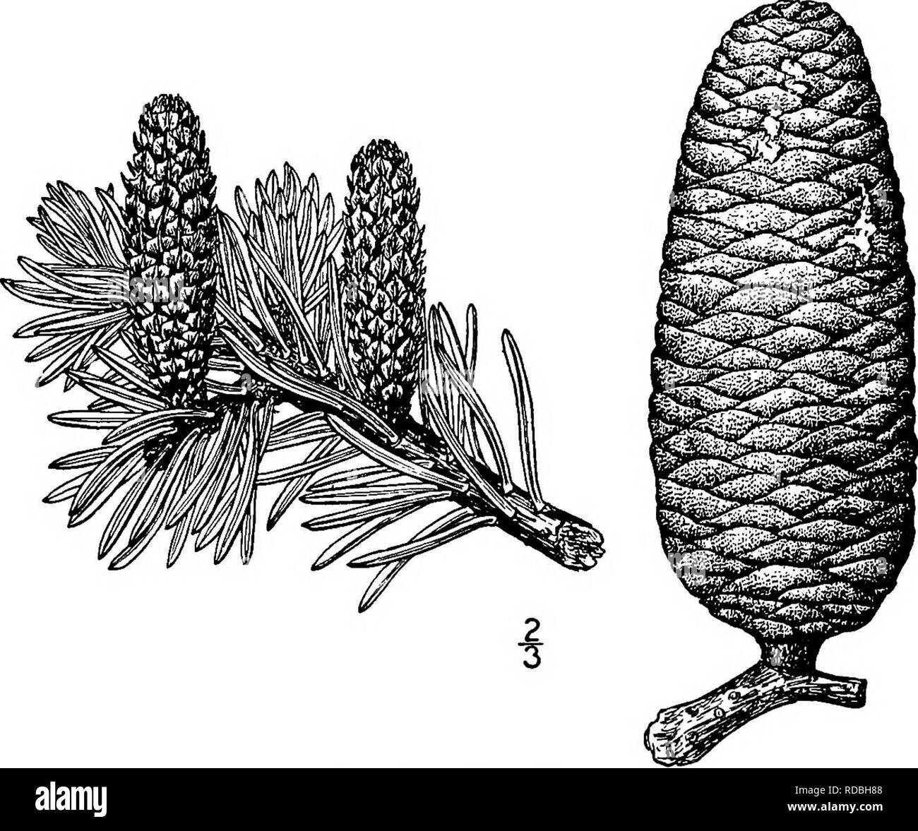 Silver fir resin Black and White Stock Photos & Images - Alamy