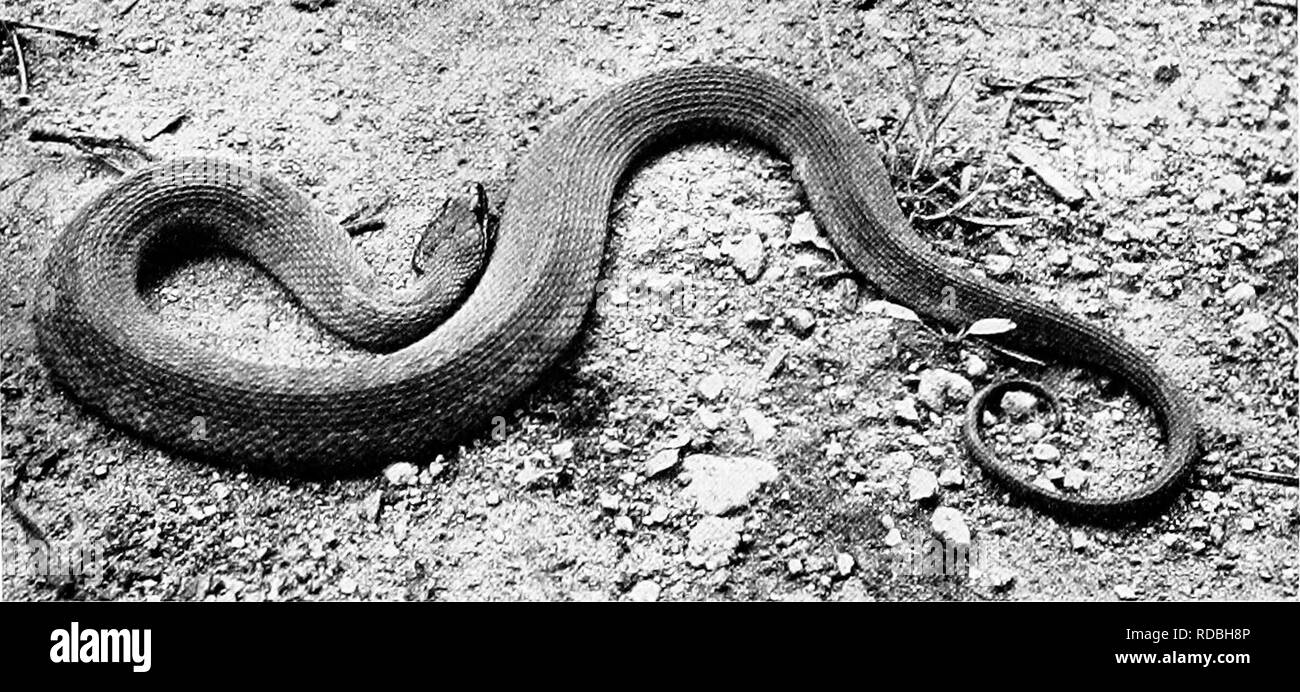 . The American natural history; a foundation of useful knowledge of the ...